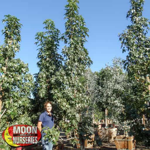 Liquid Amber | Fast Growers | Moon Valley Nurseries