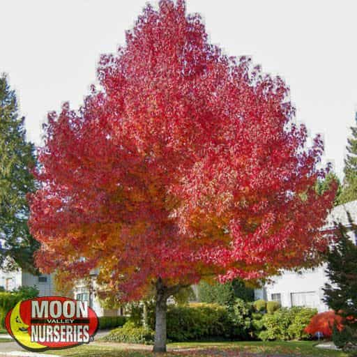 Liquid Amber | Fast Growers | Moon Valley Nurseries