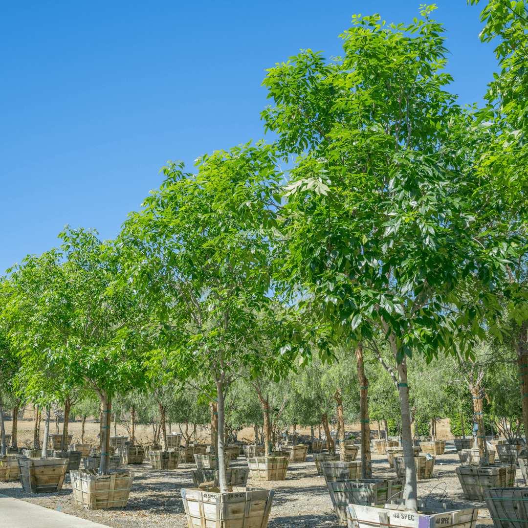 Arizona Ash | Fast Growers | Moon Valley Nurseries