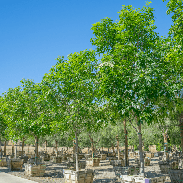 Red Push Pistache | Fast Growers | Moon Valley Nurseries