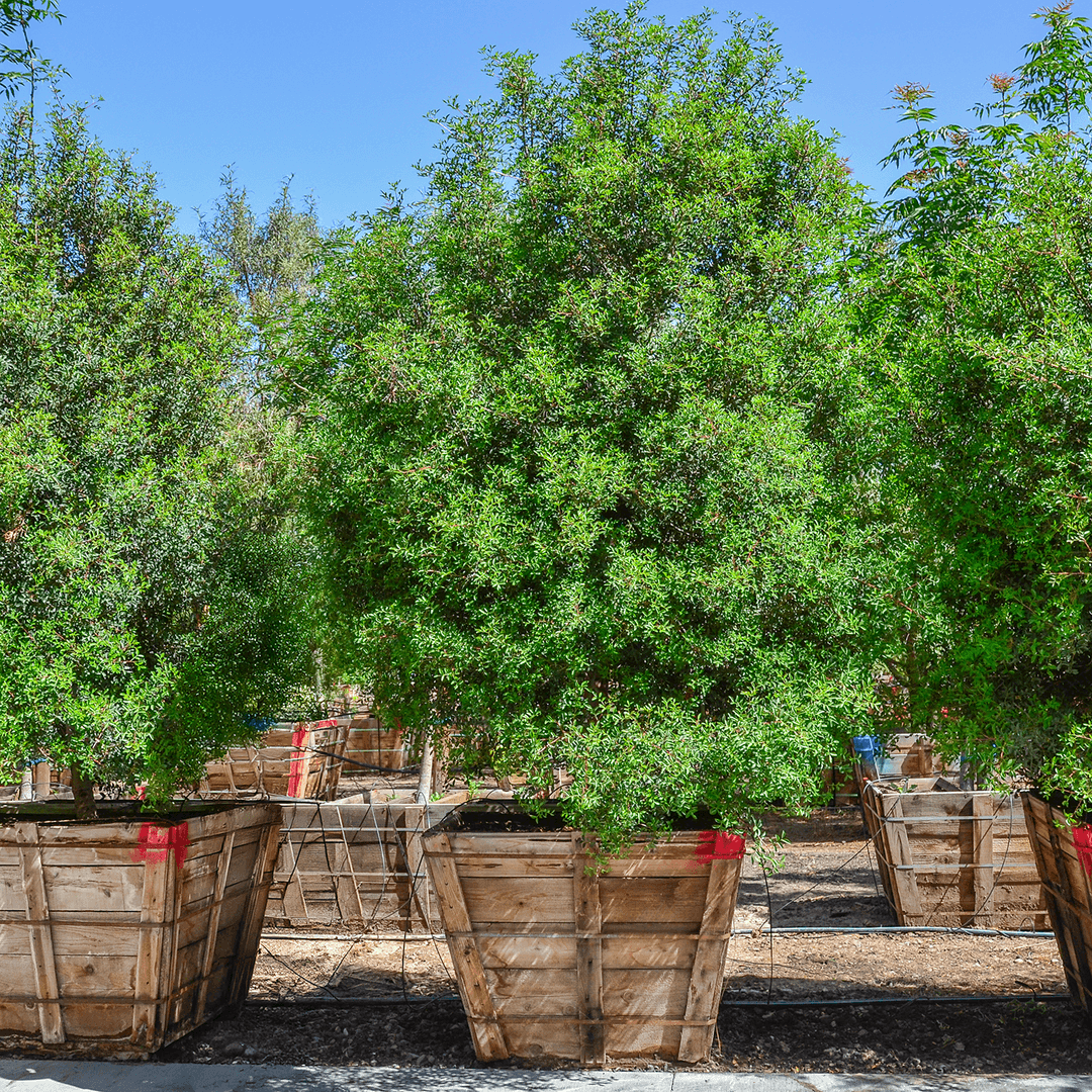 Mastic Hedge | Hedge Trees | Moon Valley Nurseries