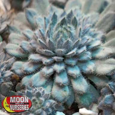 Mexican Firecracker | Succulents | Moon Valley Nurseries