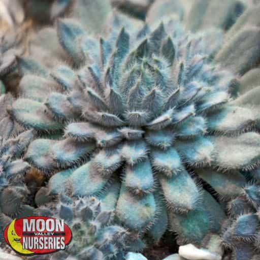 Mexican Firecracker | Succulents | Moon Valley Nurseries