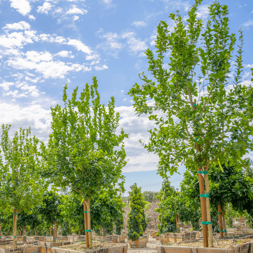 Mexican Lime | Citrus and Fruit | Moon Valley Nursery