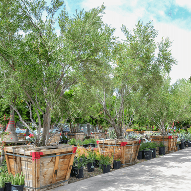 Mission Olive | Olive Trees | Moon Valley Nurseries