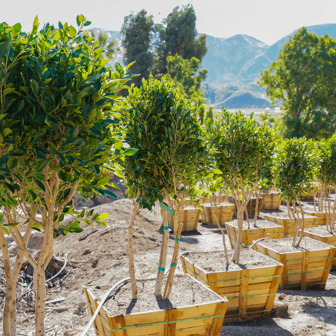 Multi Trunk Ficus nitida | Evergreen Tree | Moon Valley Nurseries