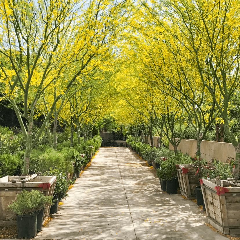 Museum Palo Verde | Desert Trees | Moon Valley Nurseries