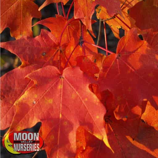 October Glory Red Maple | Fast Growers | Moon Valley Nurseries