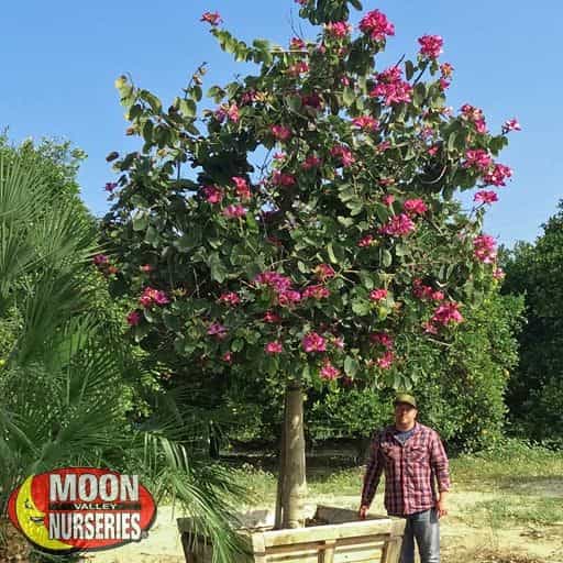 Hong Kong Orchid | Flowering Trees | Moon Valley Nurseries