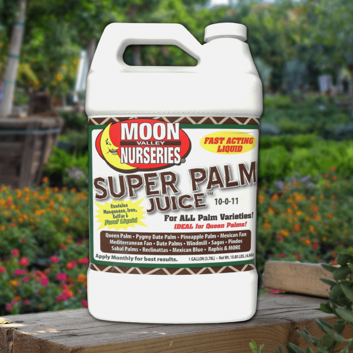Pygmy Date Palm | Palm Tree | Moon Valley Nurseries