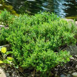 Parsoni Juniper | Evergreen Trees | Moon Valley Nurseries