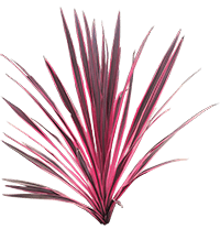 Cordyline Electric Pink™ PP19213 | Shrubs | Moon Valley Nurseries