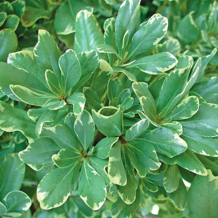 Variegated Mock Orange | Shrubs | Moon Valley Nurseries