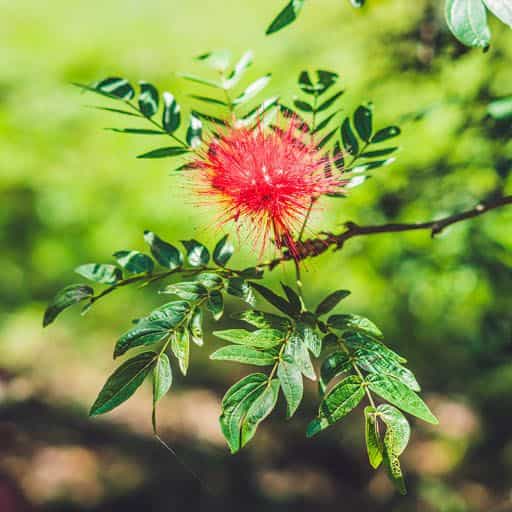 Powderpuff Tree | Flowering Trees | Moon Valley Nurseries