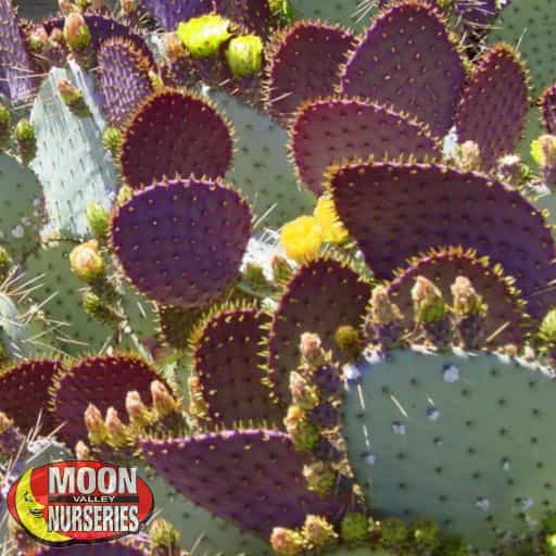 Purple Prickly Pear Cactus | Cacti Agave and More | Moon Valley Nurseries