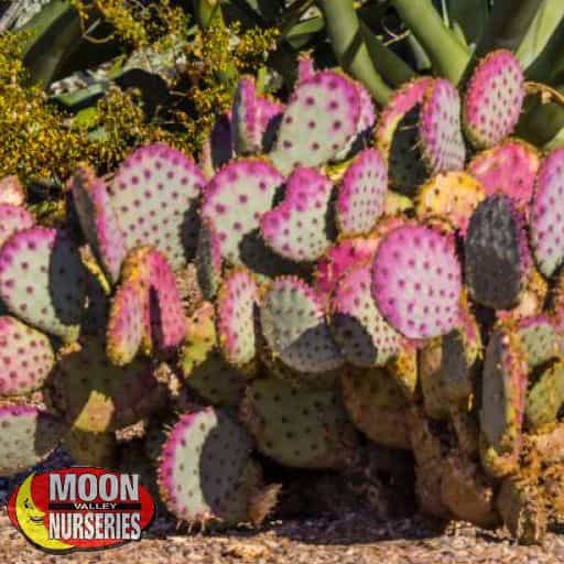 Purple Prickly Pear Cactus | Cacti Agave and More | Moon Valley Nurseries