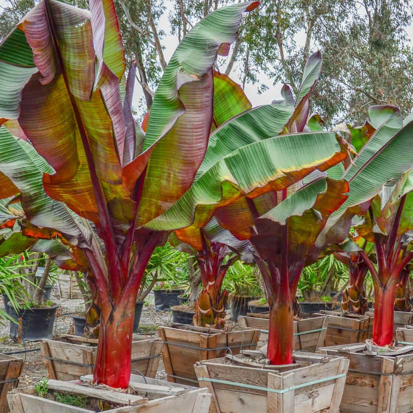 Red Banana Tree | Shrubs | Moon Valley Nurseries