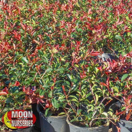 Red-Tip Photinia | Shrubs | Moon Valley Nurseries
