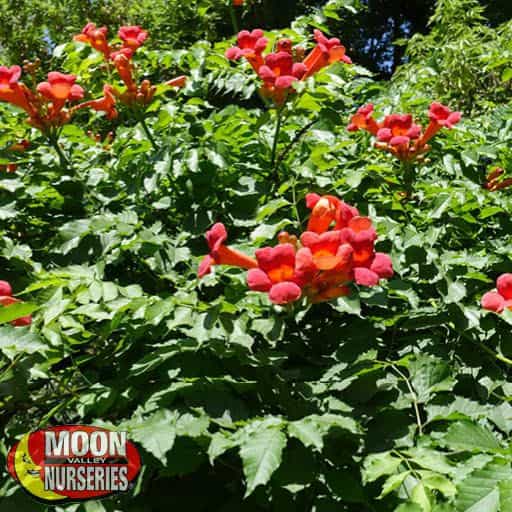 Red Trumpet | Vines | Moon Valley Nurseries