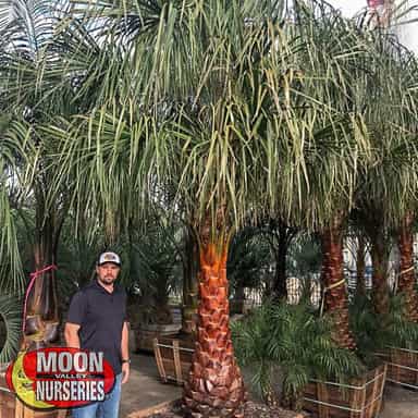 Ribbon Palm | Palm Tree | Moon Valley Nurseries