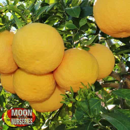 Rio Red Grapefruit | Citrus and Fruit | Moon Valley Nurseries