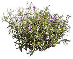 Katie Ruellia | Shrubs | Moon Valley Nurseries