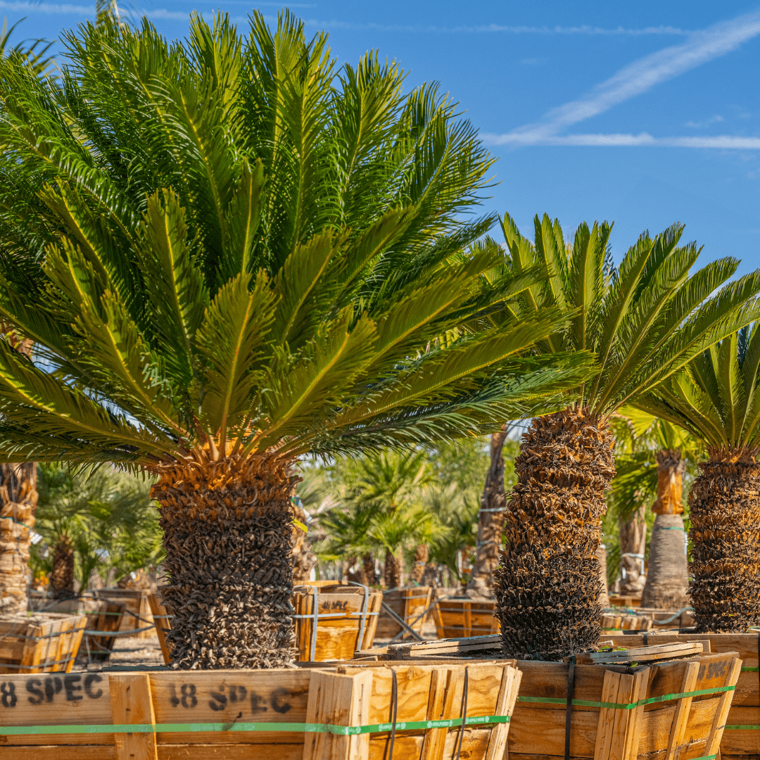 Sago Palm | Palm Trees | Moon Valley Nurseries