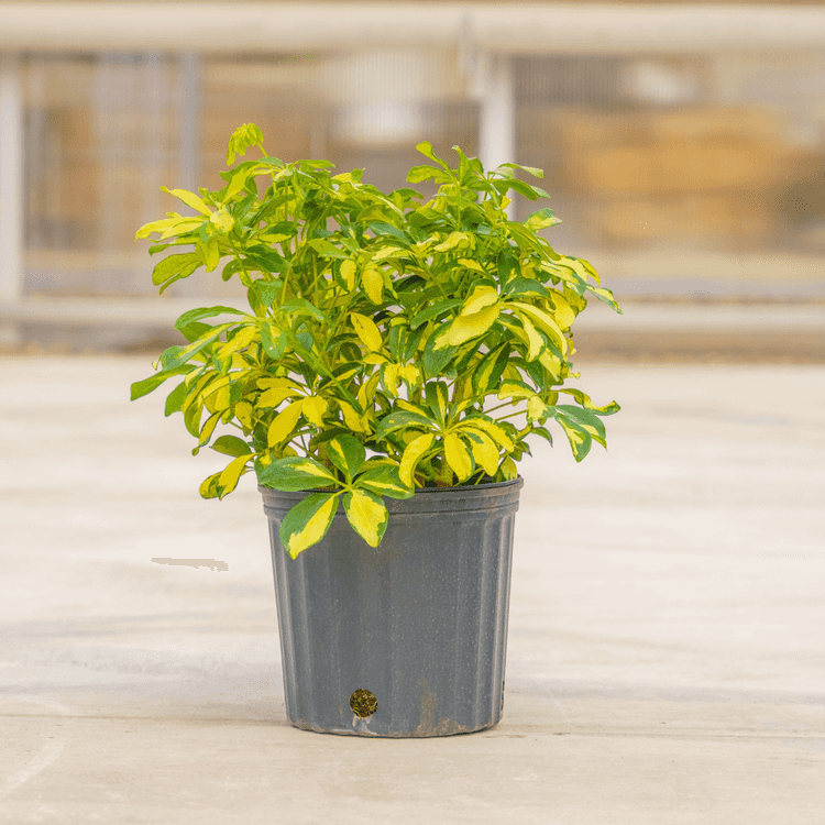 Variegated Schefflera | Flowering Trees | Moon Valley Nurseries