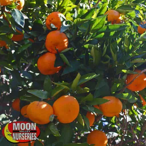 Seto Satsuma | Citrus and Fruit | Moon Valley Nurseries