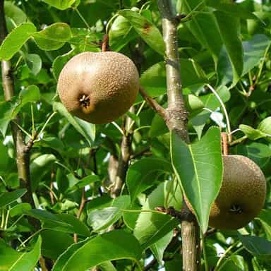 Shinko Asian Pear | Fruit & Citrus Trees | Moon Valley Nurseries