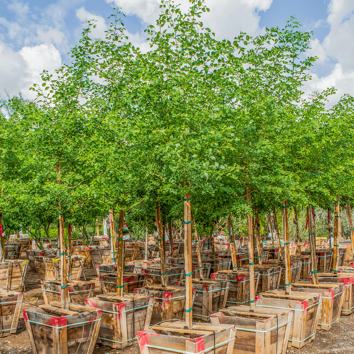 Sissoo | Fast Growers | Moon Valley Nurseries