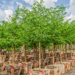 Sissoo | Fast Growers | Moon Valley Nurseries