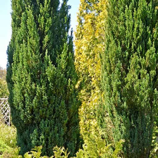 Skyrocket Juniper | Evergreen Trees | Moon Valley Nurseries