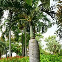 Spindle Palm | Palm Trees | Moon Valley Nurseries