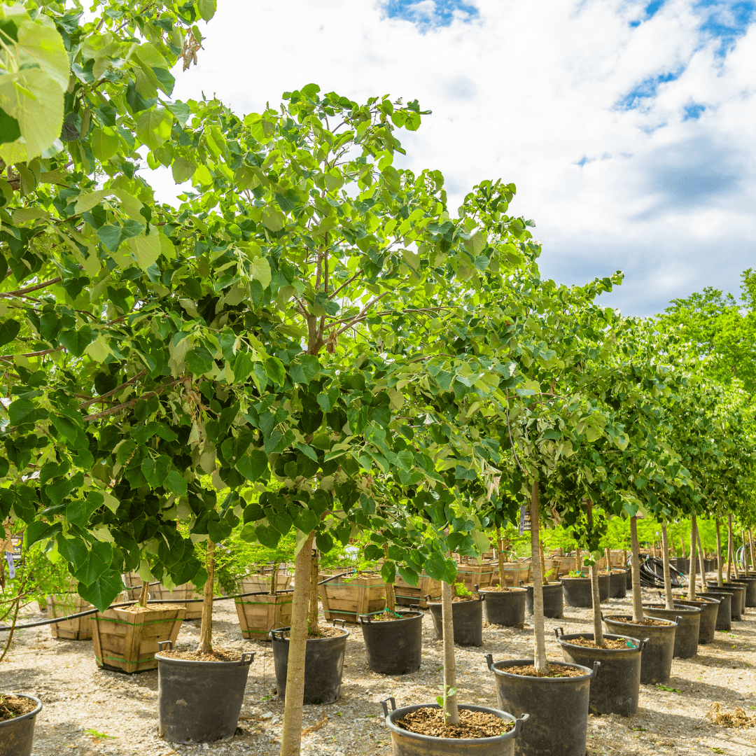 Sterling Silver Linden | Fast Growers | Moon Valley Nurseries
