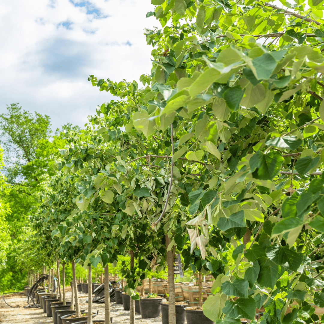 Sterling Silver Linden | Fast Growers | Moon Valley Nurseries