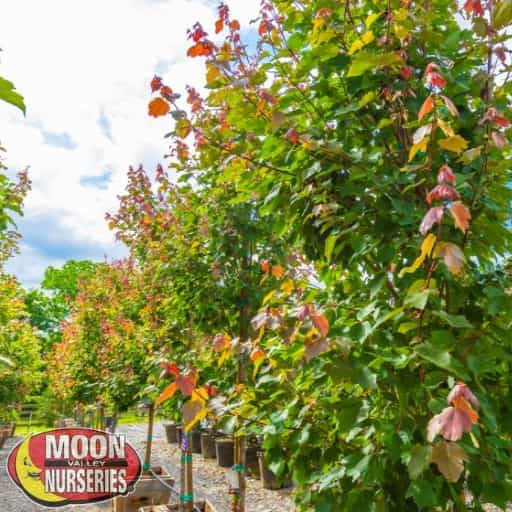 Summer Red Maple | Fast Growers | Moon Valley Nurseries