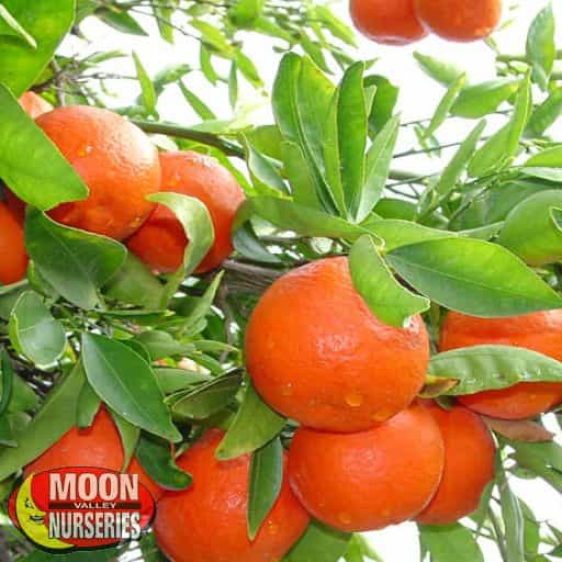 Tangelo | Citrus and Fruit | Moon Valley Nursery