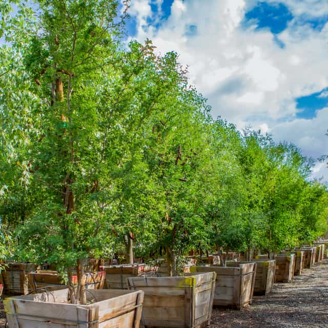 Texas Ebony | Desert Trees | Moon Valley Nurseries