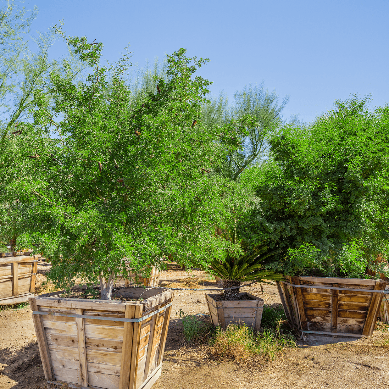 Texas Ebony | Desert Trees | Moon Valley Nurseries