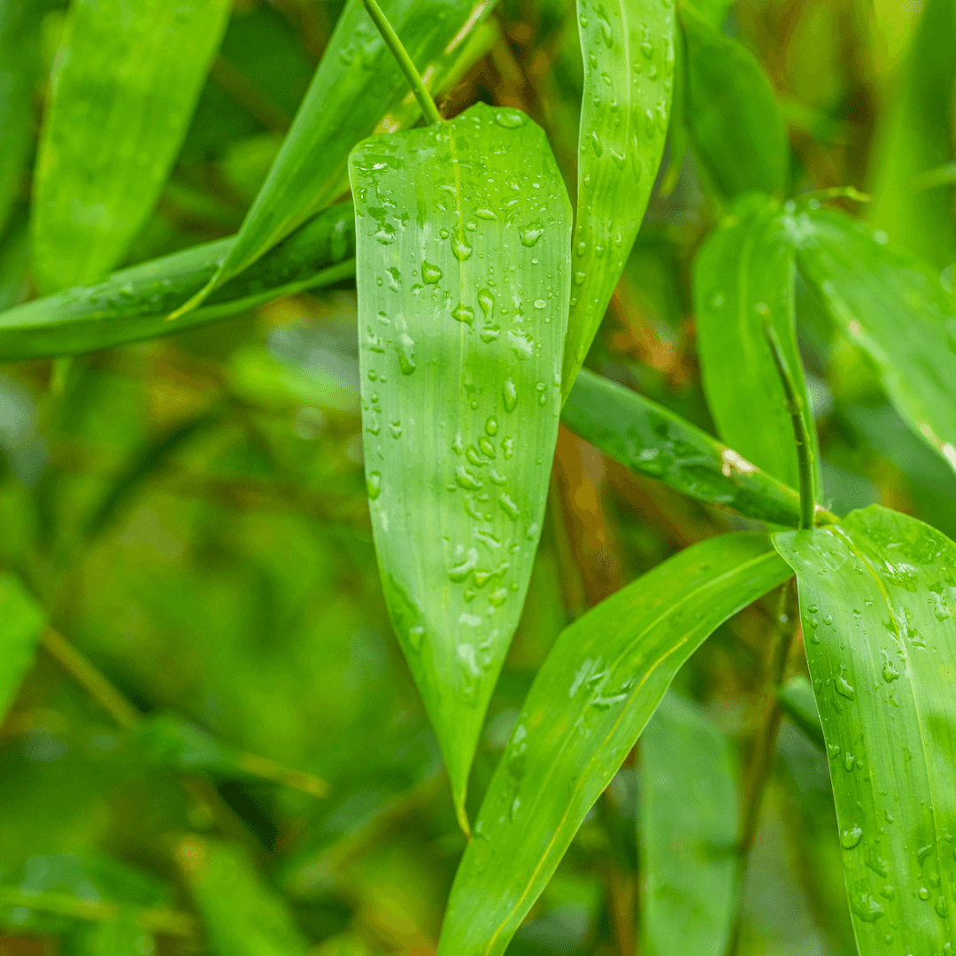 Timber Bamboo | Hedge Tree | Moon Valley Nurseries