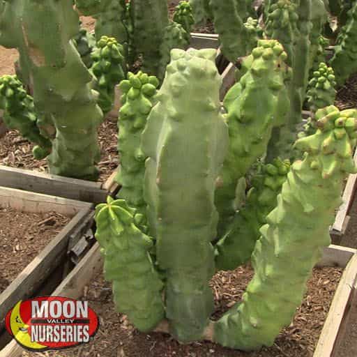 Totem Pole Cactus | Cacti Agave and More | Moon Valley Nurseries