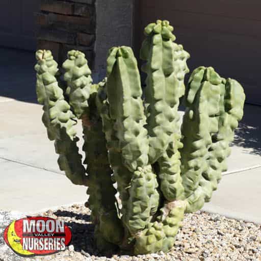 Totem Pole Cactus | Cacti Agave and More | Moon Valley Nurseries