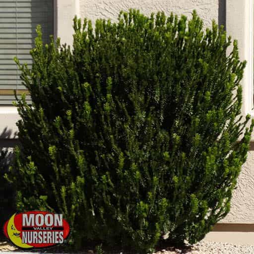 Twisted Myrtle | Shrubs | Moon Valley Nurseries