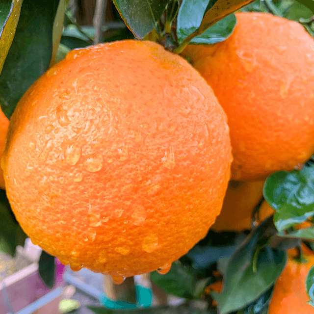 Valencia Orange | Citrus and Fruit | Moon Valley Nursery
