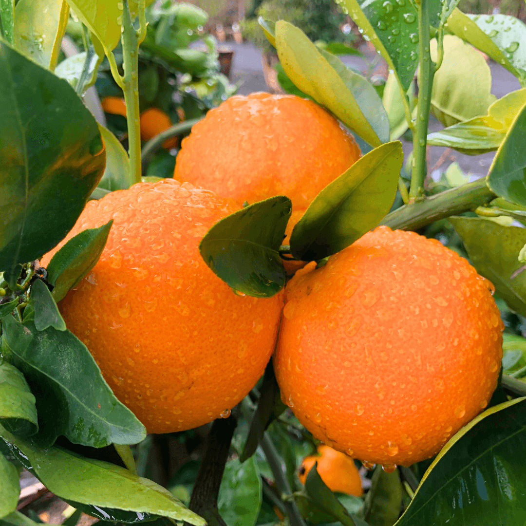Valencia Orange | Citrus and Fruit | Moon Valley Nursery