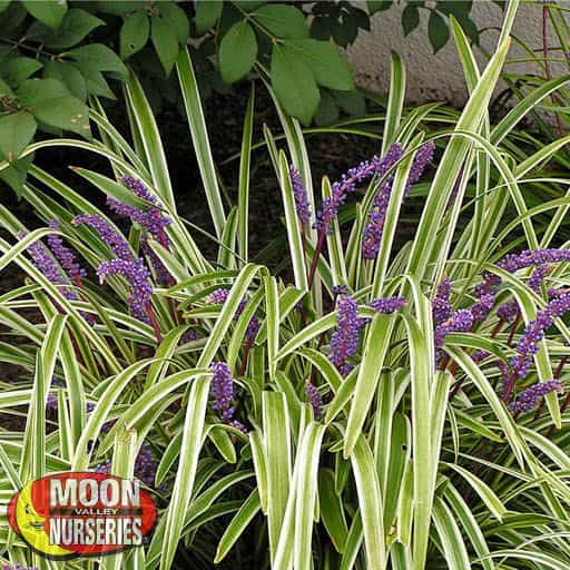 Variegated Flax Lily | Shrubs | Moon Valley Nurseries