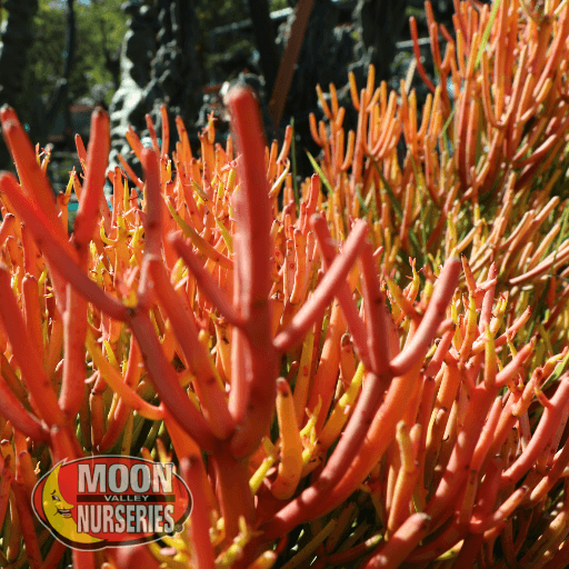 Sticks on Fire | Cacti Agave and More | Moon Valley Nurseries