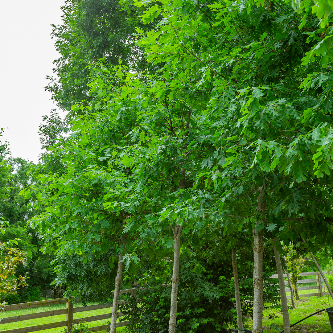 White Oak | Deciduous Trees | Moon Valley Nurseries