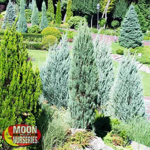 Wichita Blue Juniper | Hedge Material | Moon Valley Nurseries